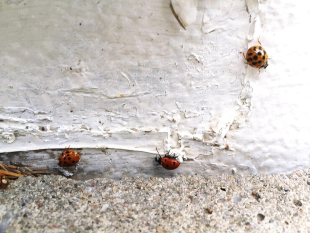 Petit insecte noir rond dans la maison : comment identifier et éliminer ...